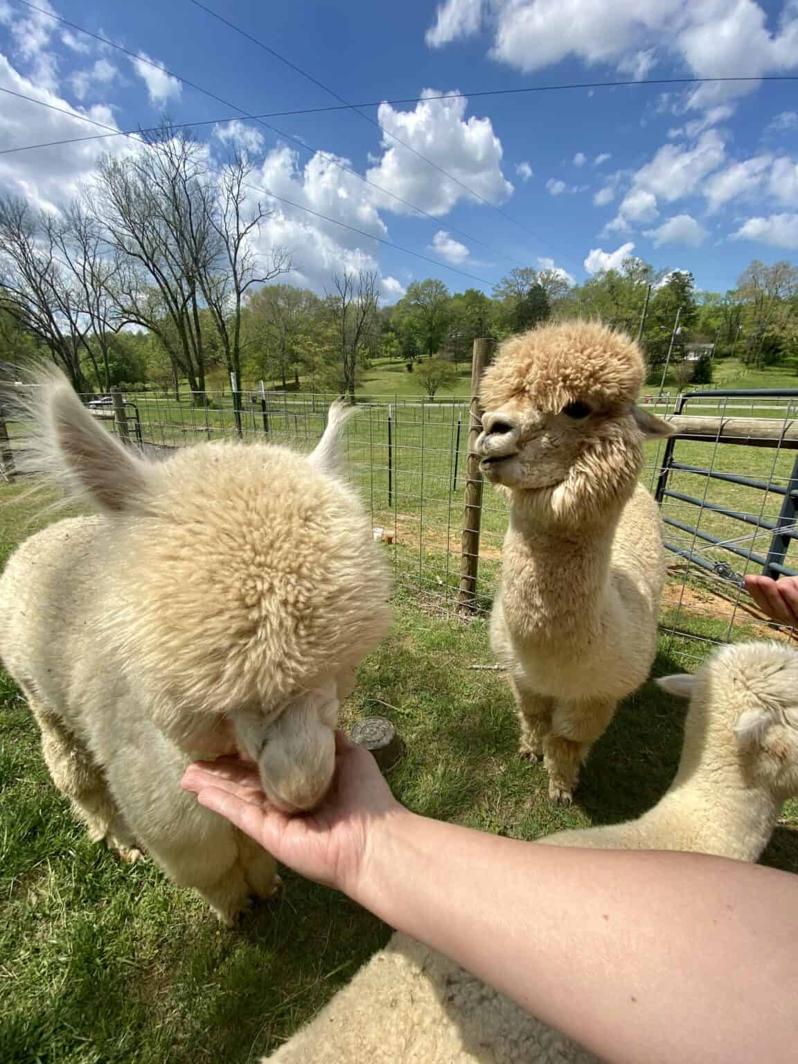 How To Visit The Adorable Rosie Mae's Alpaca Farm - Hope Maum