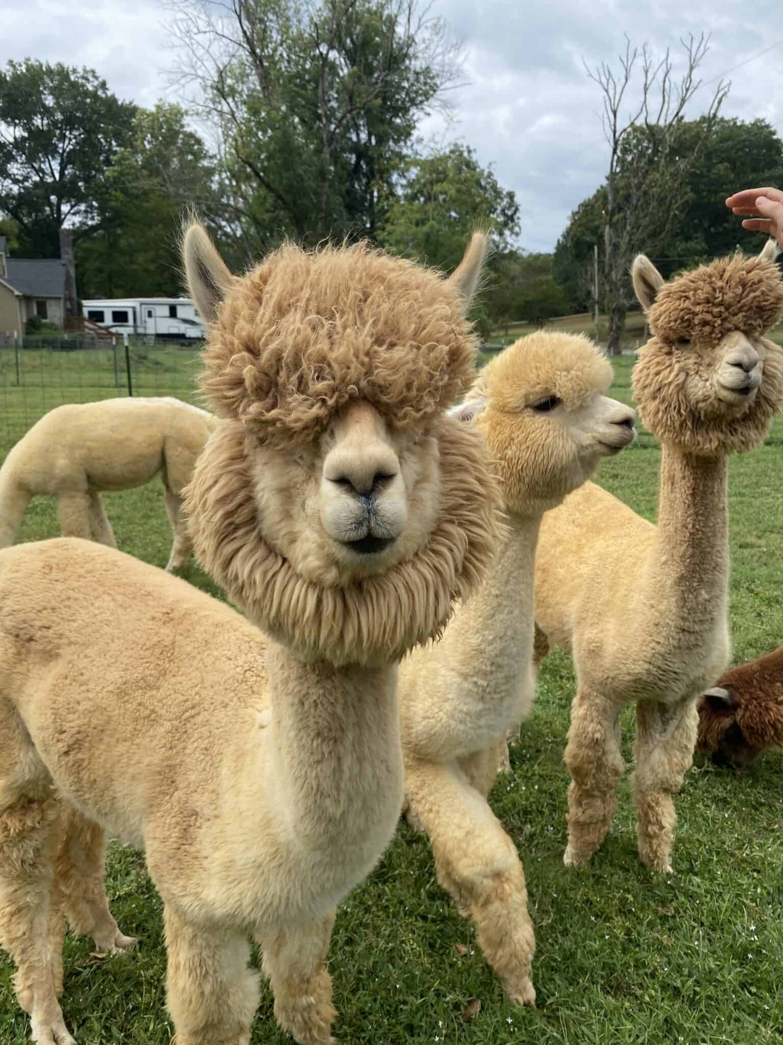 How To Visit The Adorable Rosie Mae's Alpaca Farm - Hope Maum