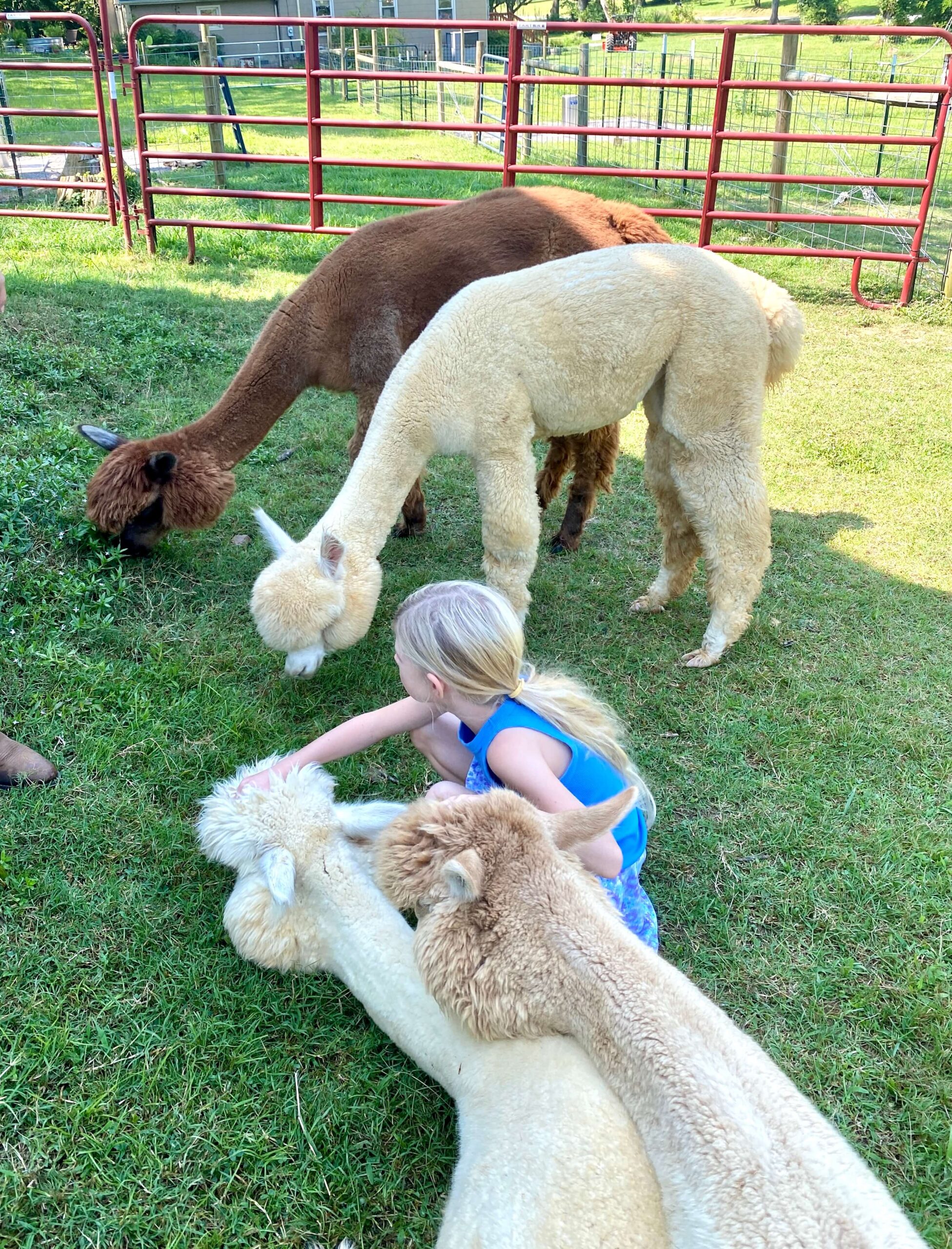 How To Visit The Adorable Rosie Mae's Alpaca Farm - Hope Maum