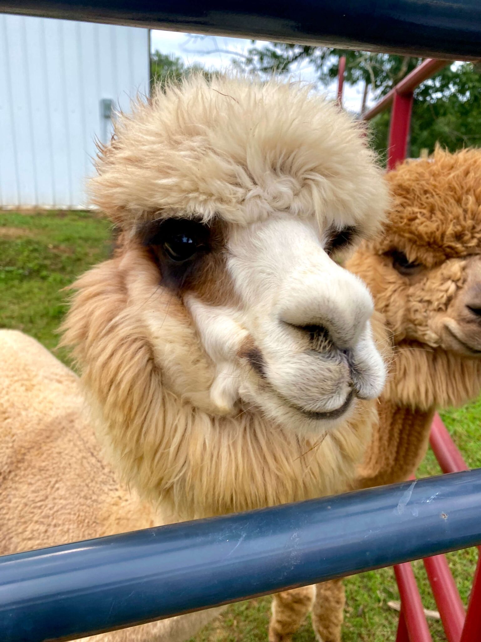 How To Visit The Adorable Rosie Mae's Alpaca Farm - Hope Maum