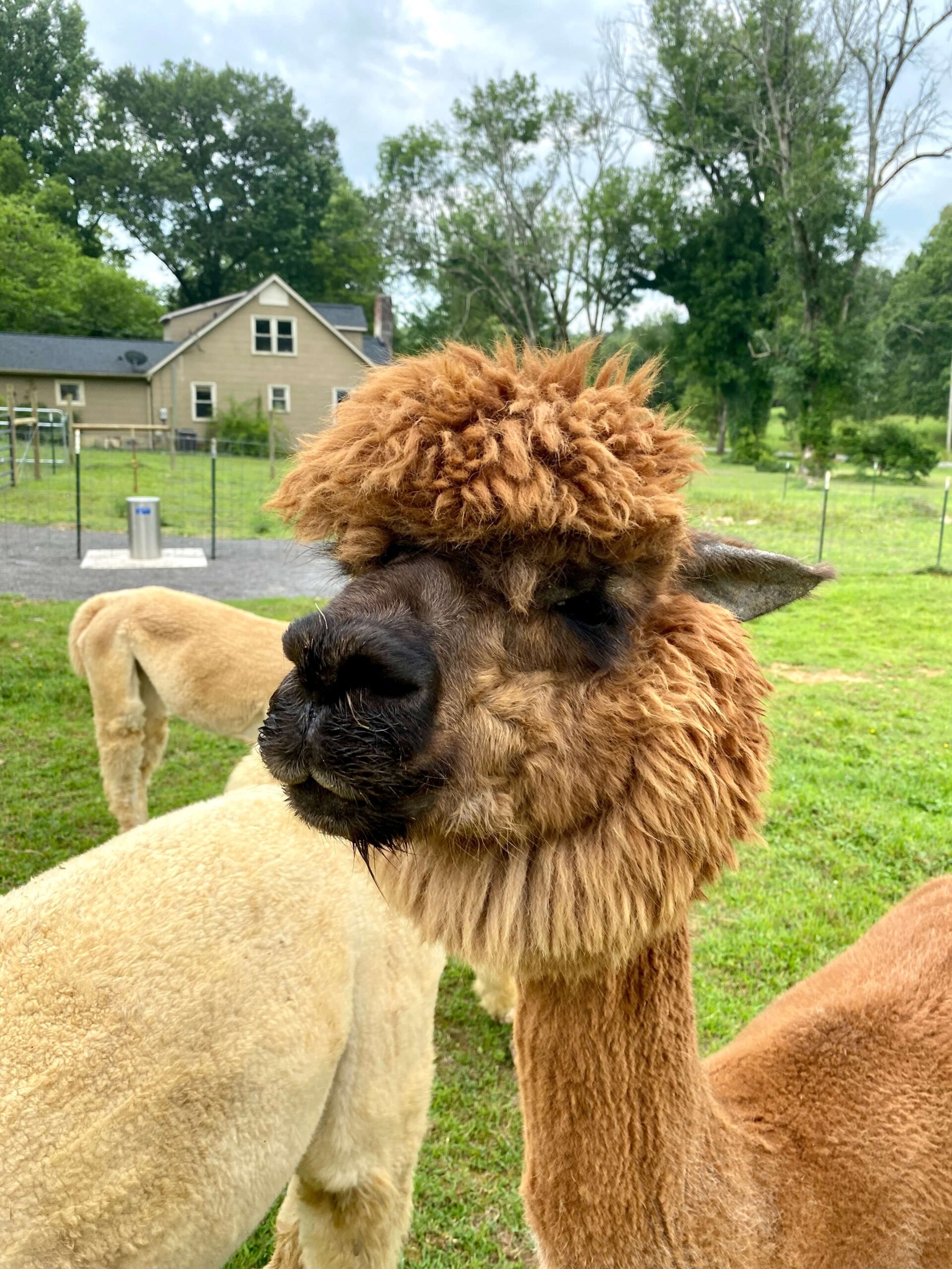 How To Visit The Adorable Rosie Mae's Alpaca Farm - Hope Maum
